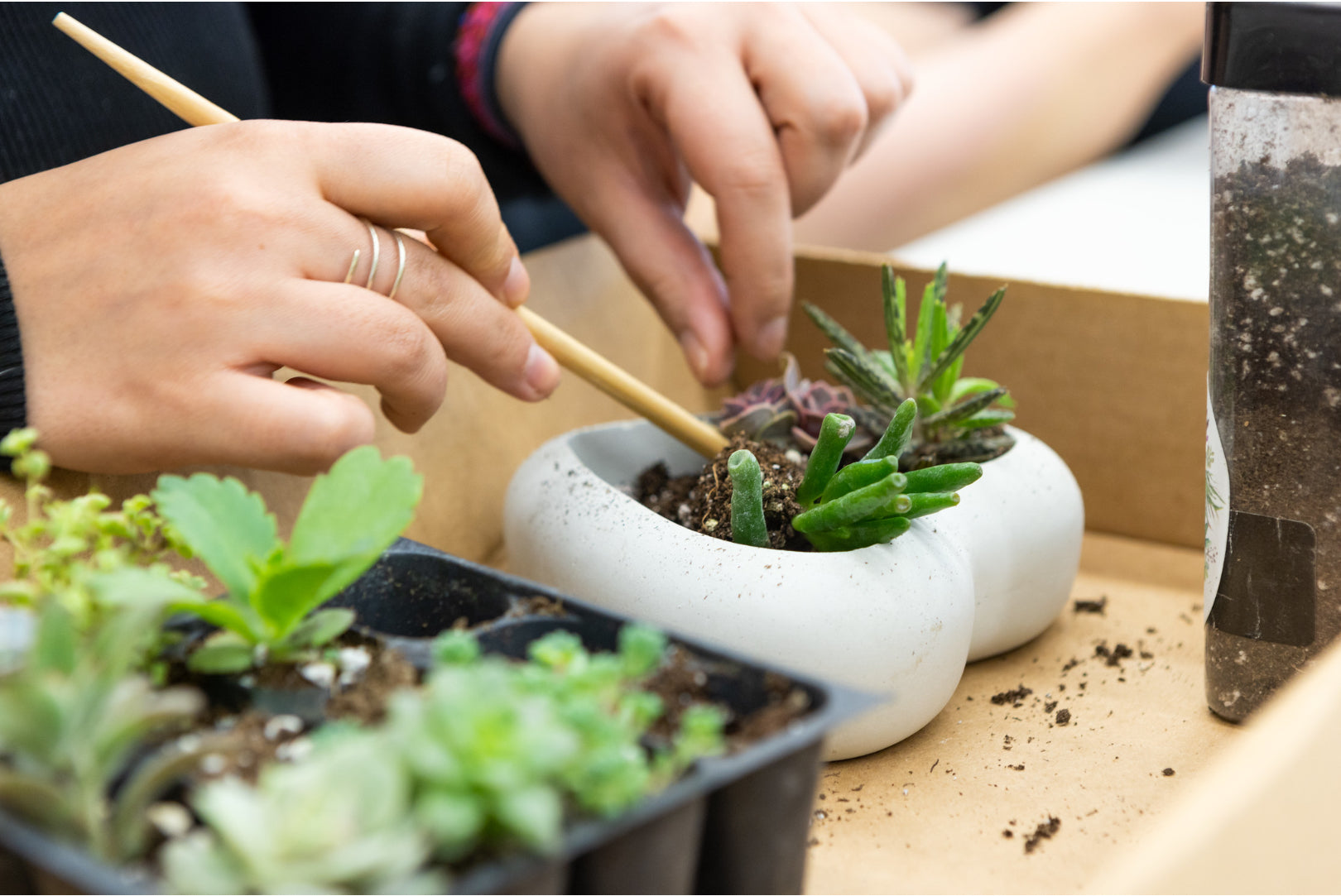 Planting Workshop in Toronto – CANADIAN SUCCULENTS