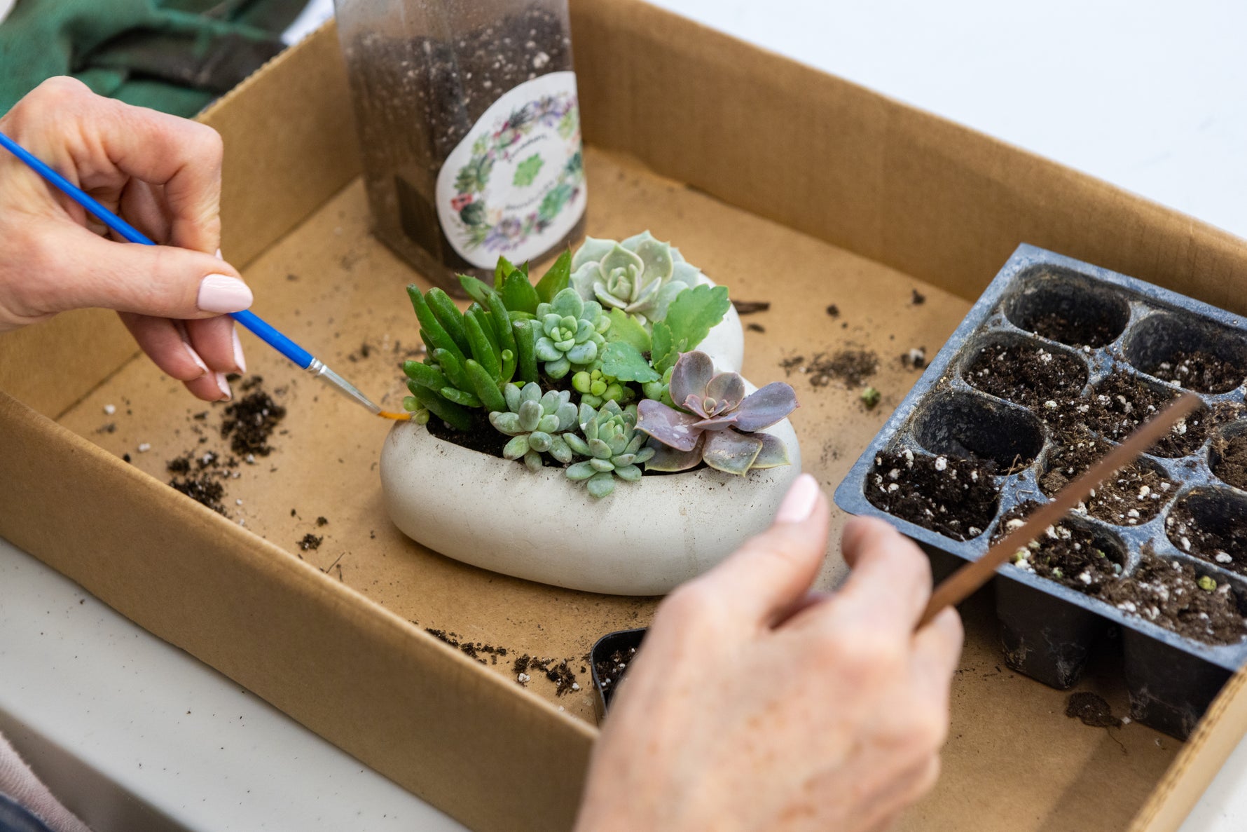 Succulent Gardening for Beginners Workshop – CANADIAN SUCCULENTS