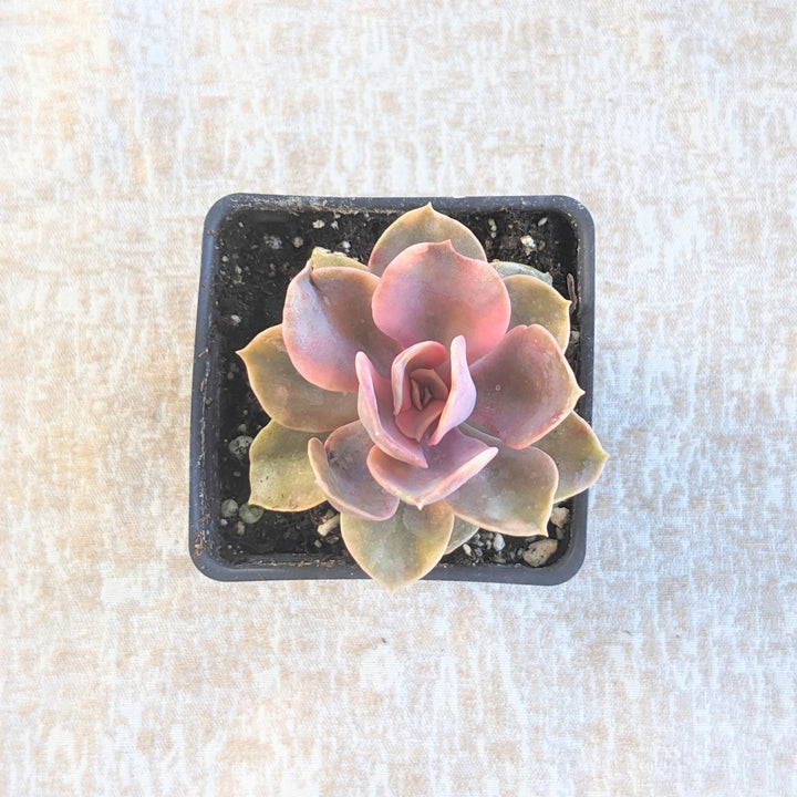 Individual Succulent Plants – CANADIAN SUCCULENTS