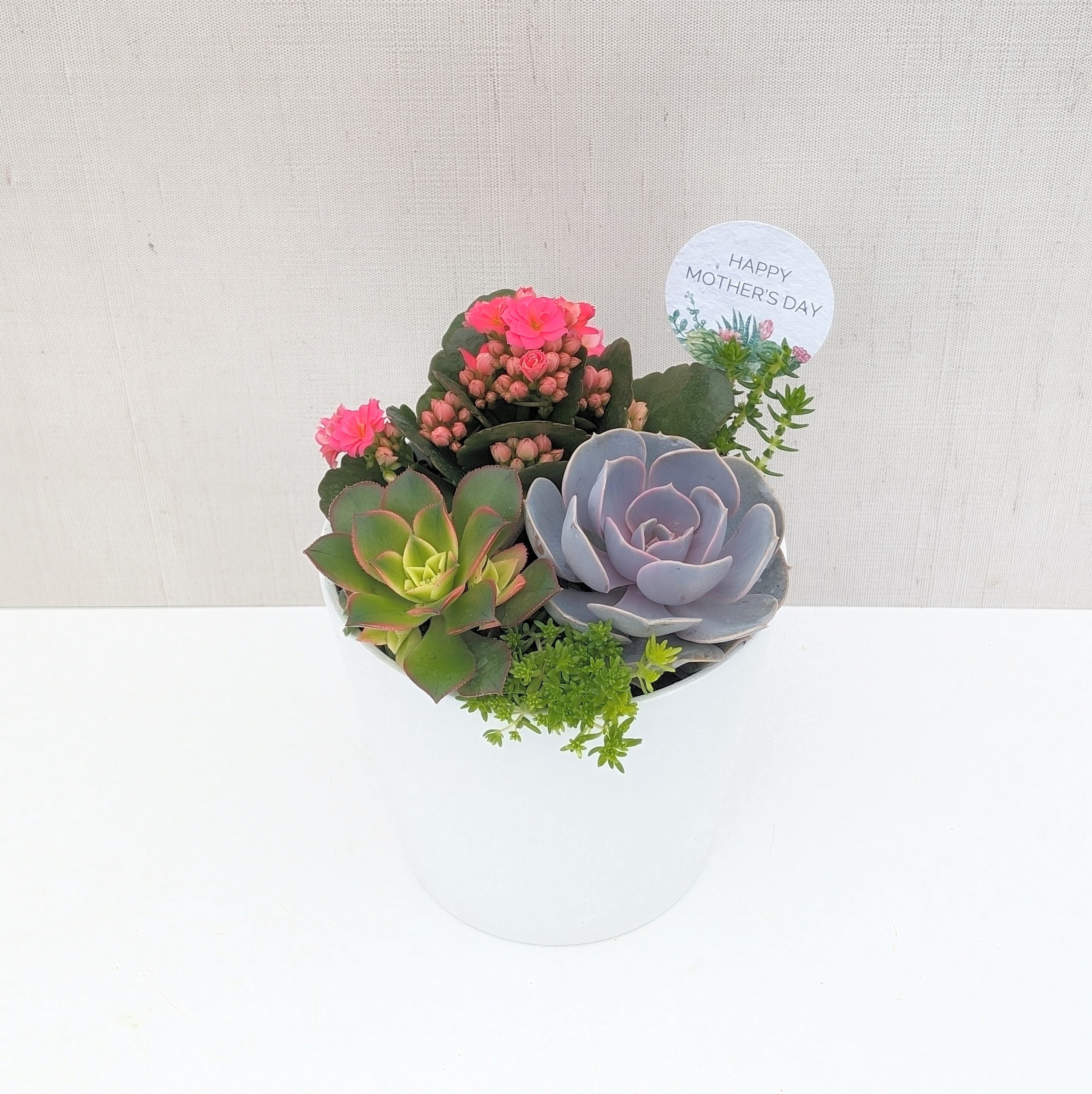 Succulent Party Favors and Gifts near Toronto, Ontario, Canada ...
