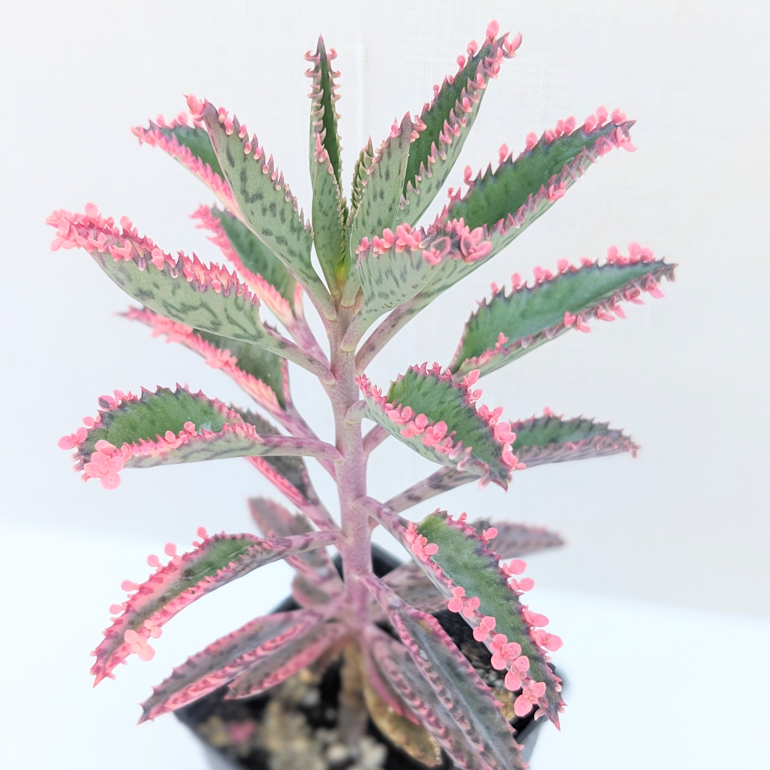 Individual Succulent Plants – CANADIAN SUCCULENTS