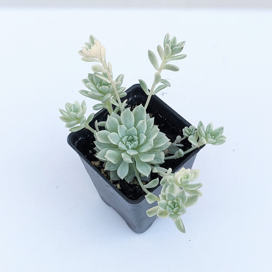 Individual Succulent Plants – CANADIAN SUCCULENTS