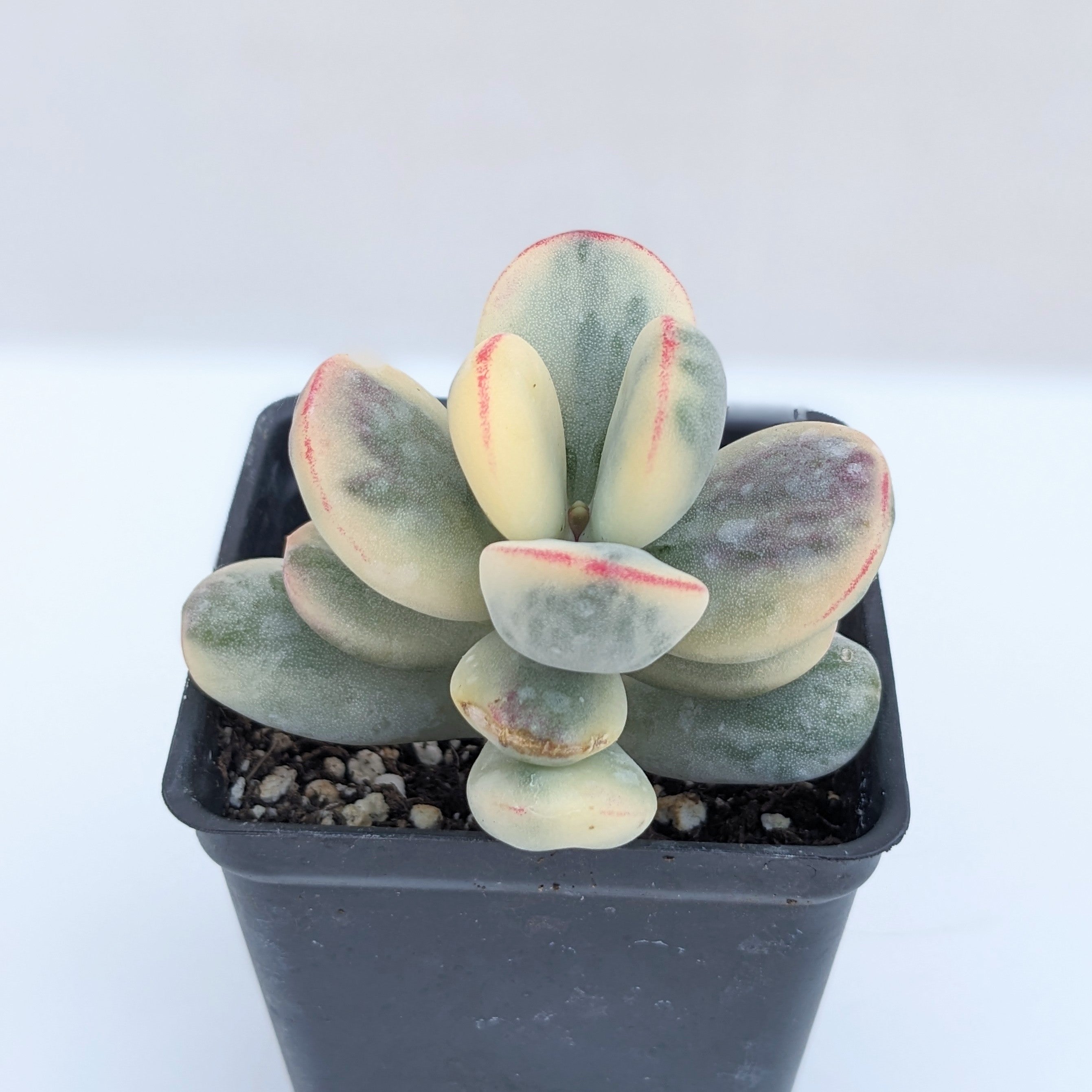 Individual Succulent Plants – CANADIAN SUCCULENTS