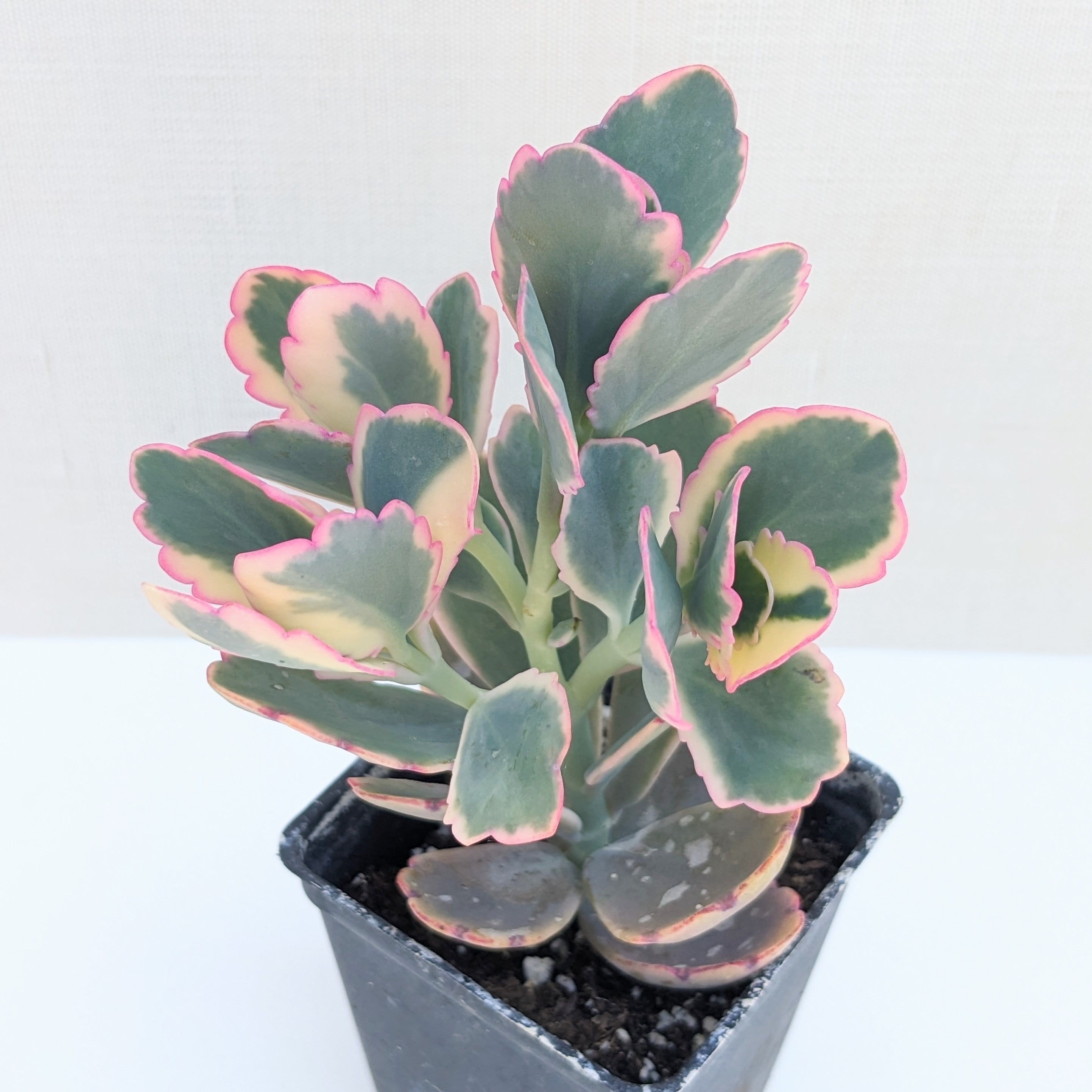 Individual Succulent Plants – CANADIAN SUCCULENTS