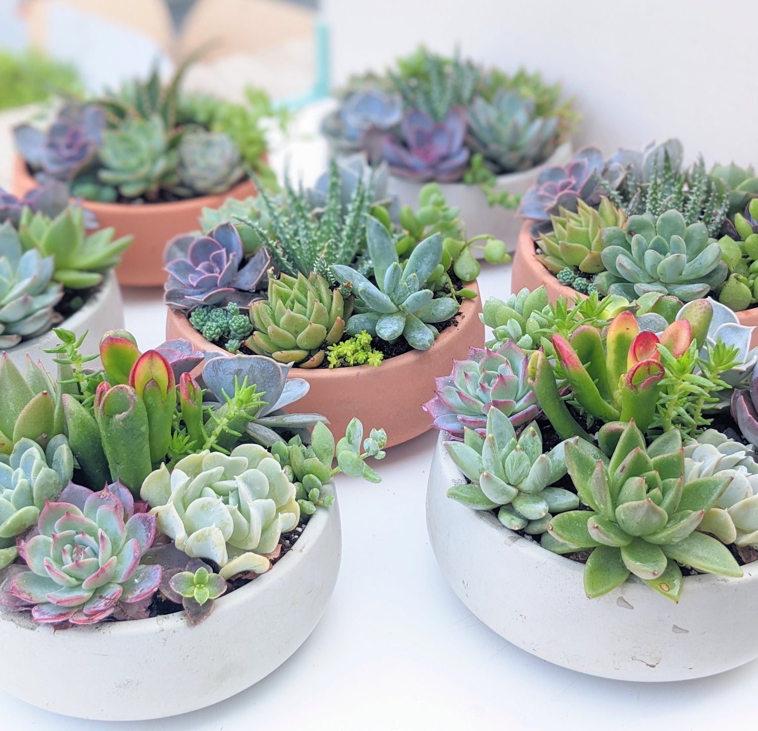 Succulent Arrangement Workshop – CANADIAN SUCCULENTS