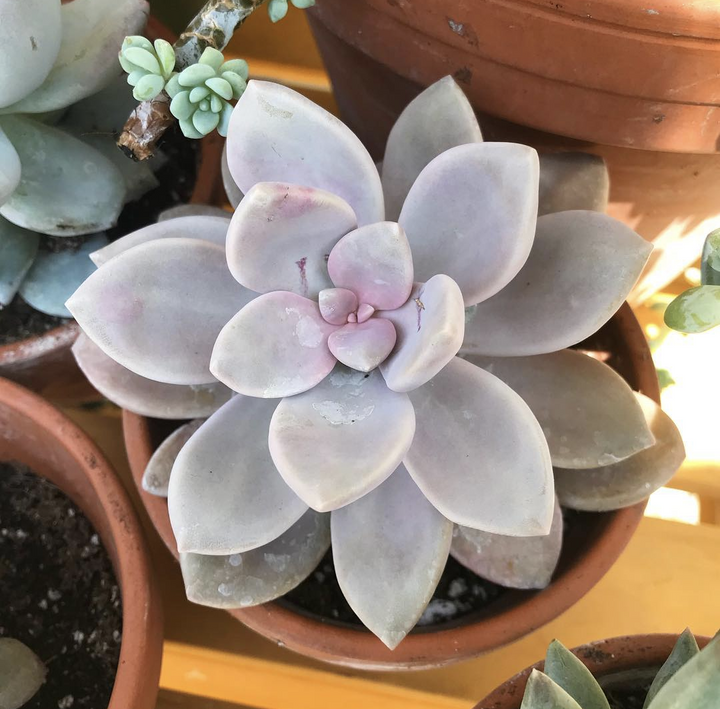 Individual Succulent Plants – CANADIAN SUCCULENTS